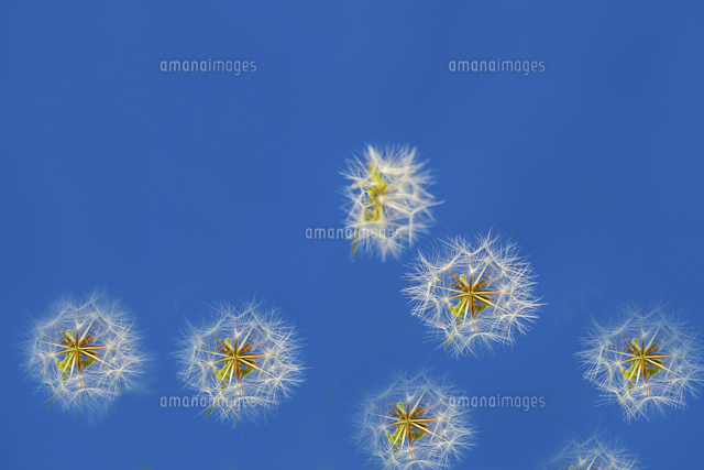 Flower seeds of Youngia; also known as Japanese Hawkweed[11116019007]の ...