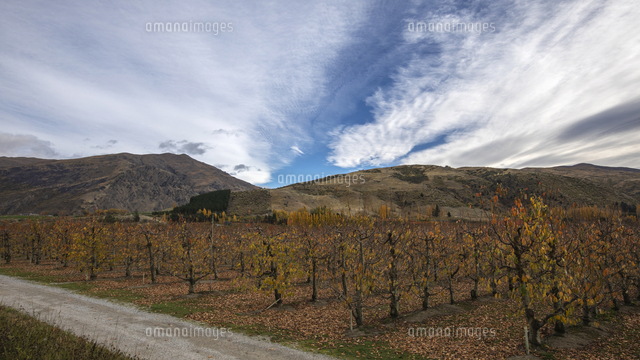 Cook Mount in autumn[11116019187]の写真素材・イラスト素材｜アマナイメージズ