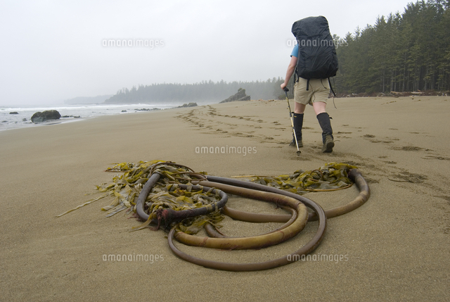 Sandy Beach near Coal and Cribs Creeks, West Coast Trail, Pacific Rim ...