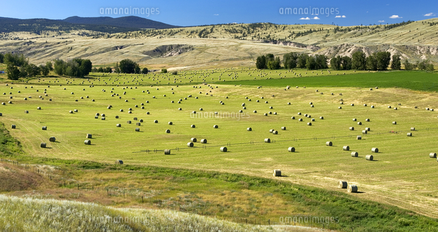 Gang Ranch and the BC Grasslands, British Columbia, Canada.[11118001131 ...