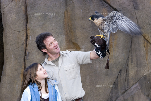 A young girl learns about a Peregrine Falcon from a wildlife handler ...