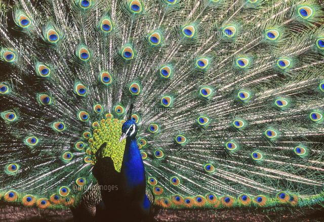 Male Peacock displaying at Calgary Zoo, Calgary, Alberta, Canada ...