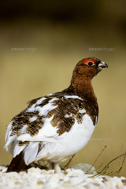 Adult male willow ptarmigan (Lagopus lagopus) in breeding plumage ...