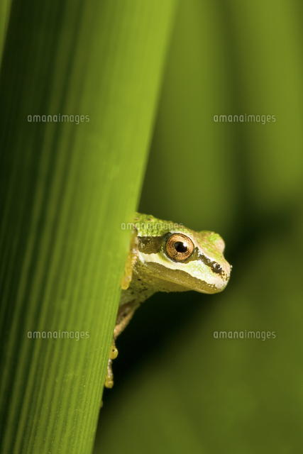 The Pacific Treefrog , Hyla Regilla is quite common in B.C.[11118007166 ...