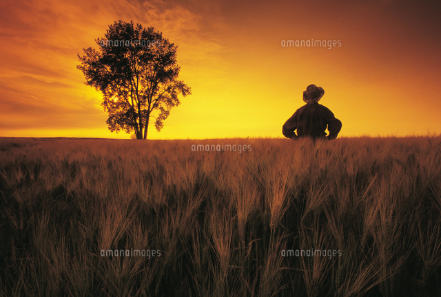 a farmer looks out over his maturing barley crop with a cottonwood tree ...