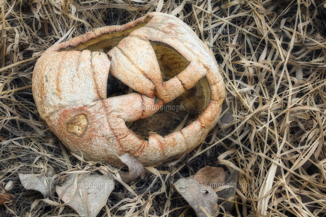 Old, shrivelled pumpkin in garden in fall[11118010129]の写真素材・イラスト素材｜アマナイメージズ