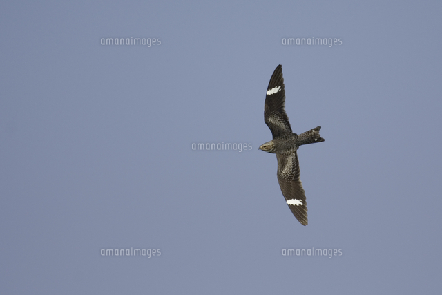 Common nighthawk (Chordeiles minor) flies at dusk in search of insect ...