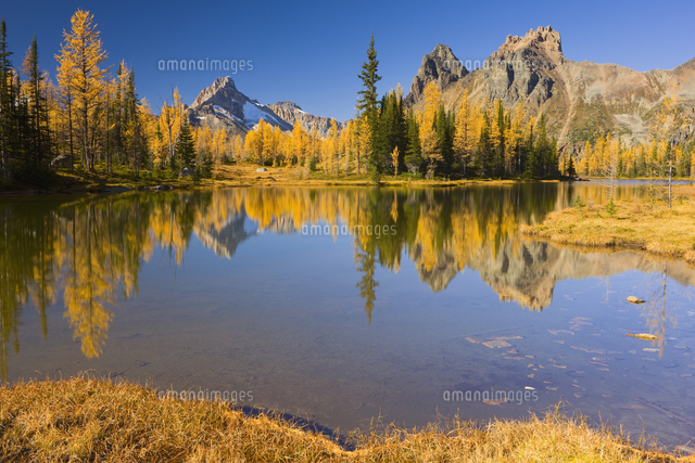 Small Lake in the Opabin Plateau, Lake O'Hara, Yoho National Park ...