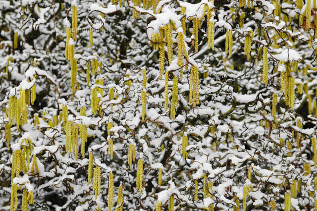 A Curly Hazelnut tree covered in snow.[11118013342]の写真素材・イラスト素材｜アマナイメージズ