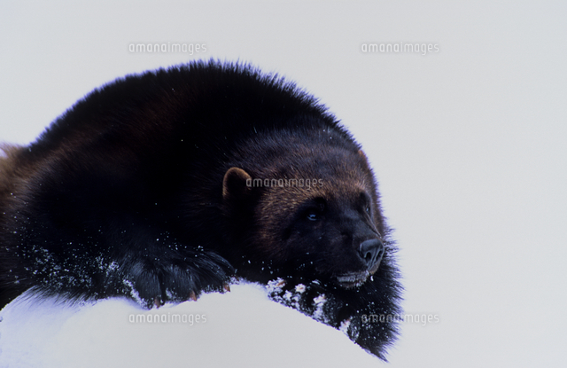 Wolverine (Gulo gulo) in winter[11118014604]の写真素材・イラスト素材｜アマナイメージズ