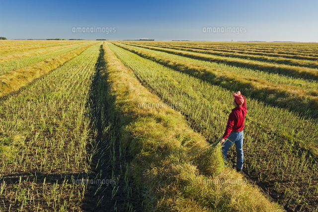 a man looks out over a field of swathed canola near Dugald, Manitoba ...