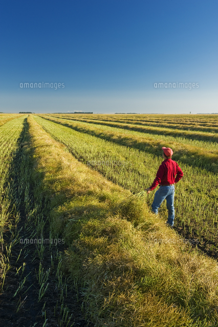 a man looks out over a field of swathed canola near Dugald, Manitoba ...