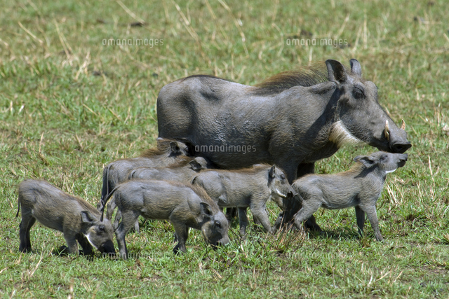 Warthog (Phacocherus aethiopicus) mother and puglets, Masai Mara ...