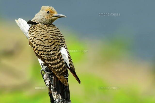 Female northern flicker (Colaptes auratus) - red-shafted colour phase ...