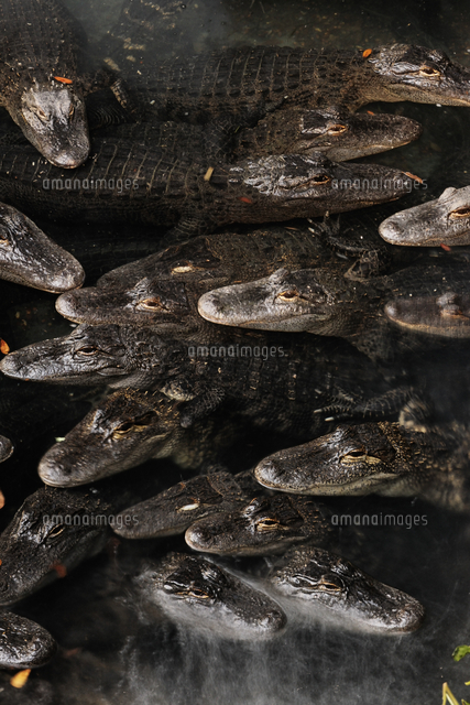 American Alligator (Alligator missippiensis) Congregation of young in ...