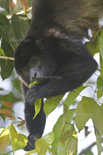 Howler Monkey, genus Alouatta, eating leaves in a tree in the ...
