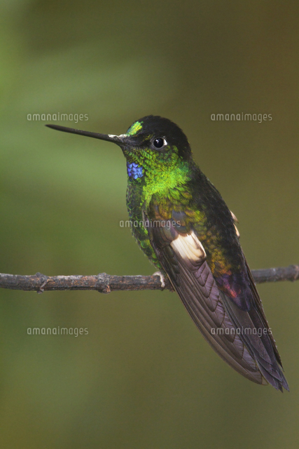 Buff-winged Starfrontlet (Coeligena lutetiae) perched on a branch in ...