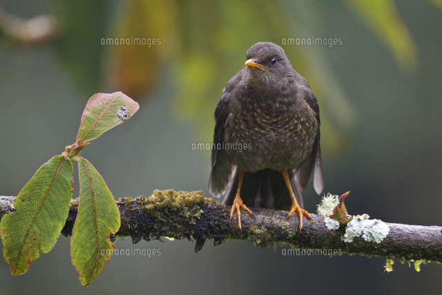 Great Thrush (Turdus fuscater) perched on a branch in Ecuador ...