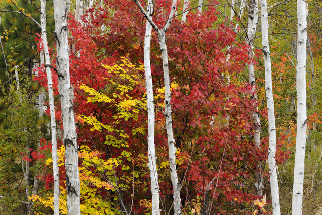 Acer rubrum (Red Maple) Autumn foliage with white birch tree trunks ...