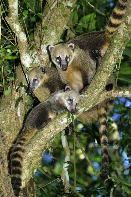 South American coati (Nasua nasua) foraging for grubs in the rotten ...