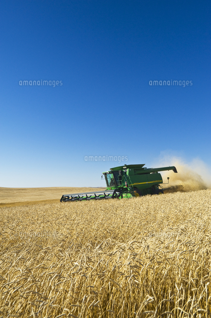 A combine harvests spring wheat near Pangman, Saskatchewan, Canada ...