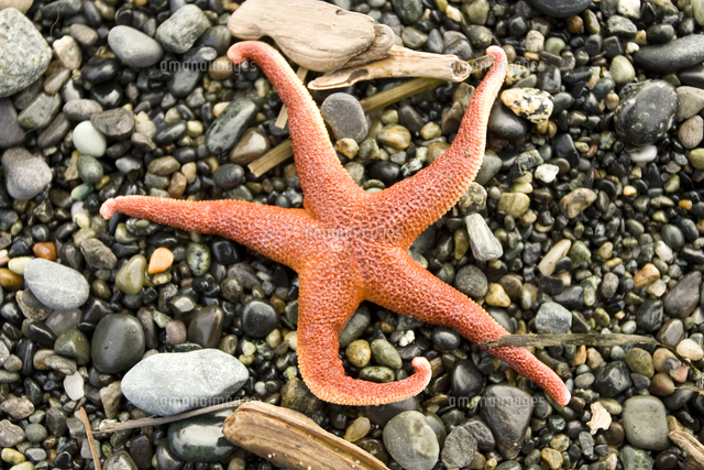 A Sea star on Sombrio Beach near the Juan de Fuca Trail, Southerwestern ...