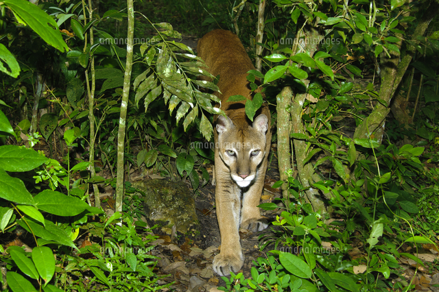 Central American Puma (Felis concolor), tropical rain forests, Belize ...
