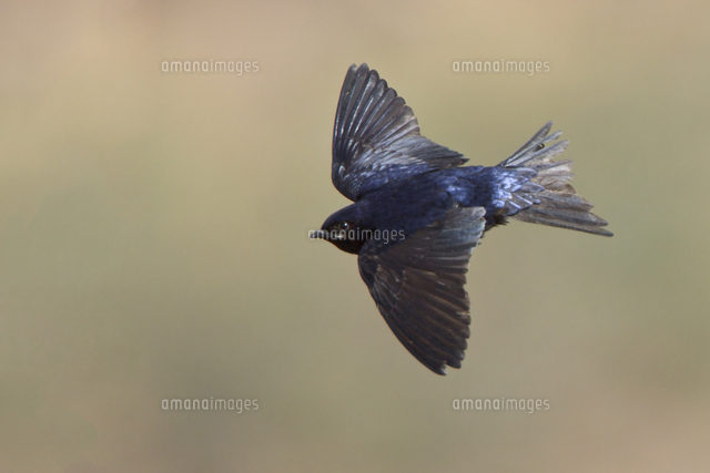 Southern Martin (Progne elegans) in flight in Bolivia, South America ...