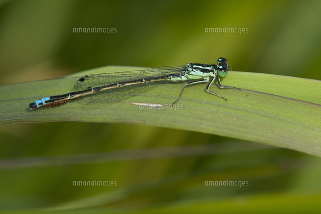 Western Forktail, Ischnura perparv at Viaduct Flats and Beaver Lake ...