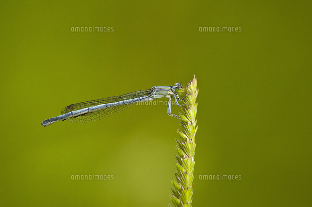 Western Forktail, Ischnura perparv at Viaduct Flats and Beaver Lake ...
