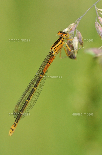 Western Forktail, Ischnura perparv at Viaduct Flats and Beaver Lake ...