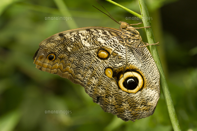 Owl Butterfly, Caligo sp, Mindo, Ecuador[11118035207]の写真素材・イラスト素材｜アマナイメージズ