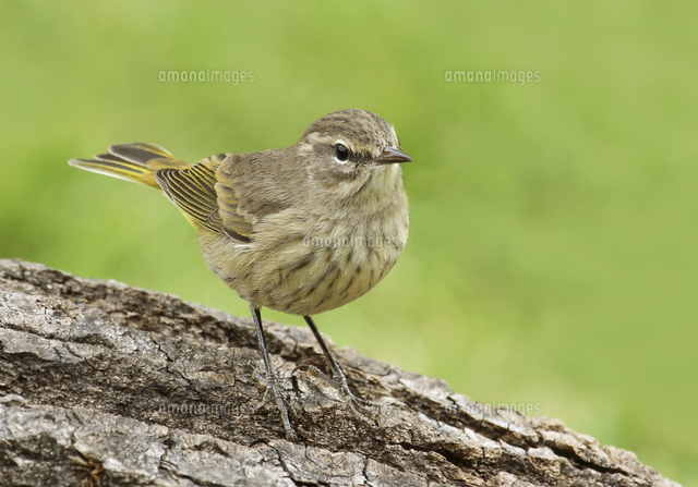 A fall-plumage Palm Warbler, Setophaga palmarum, in Saskatoon ...