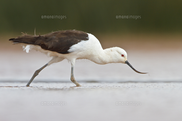Andean Avocet (Recurvirostra andina) in a wetland in Bolivia, South ...