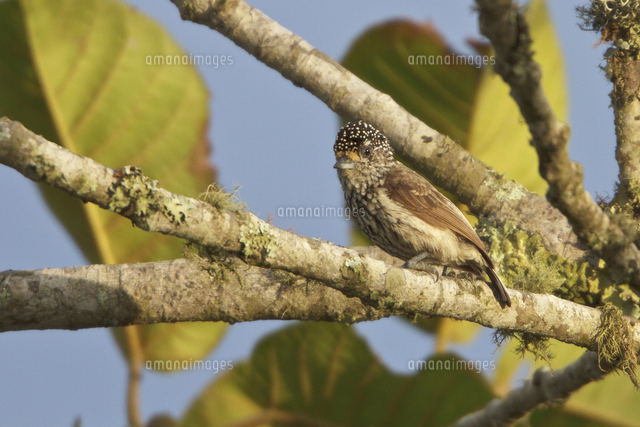 Ocellated Piculet (Picumnus dorbignyanus) perched on a branch in ...