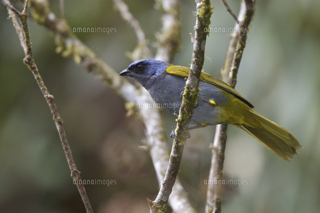 Blue-capped Tanager (Thraupis cyanocephala) perched on a branch in ...