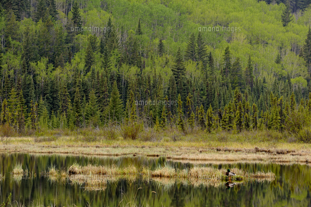 Spring reflections in a beaverpond, Jasper National Park, Alberta ...