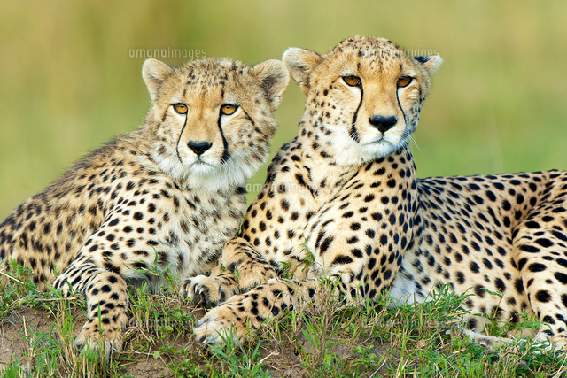 Mother cheetah (Acinonyx jubatus) and yearling offspring, resting on a ...