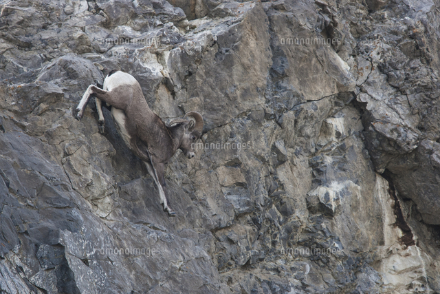 A Bighorn Sheep (Ovis canadenis), mid-stride, in Jasper National Park ...