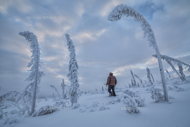 Person standing in the snow framed by snow ladened trees, Old Crow ...