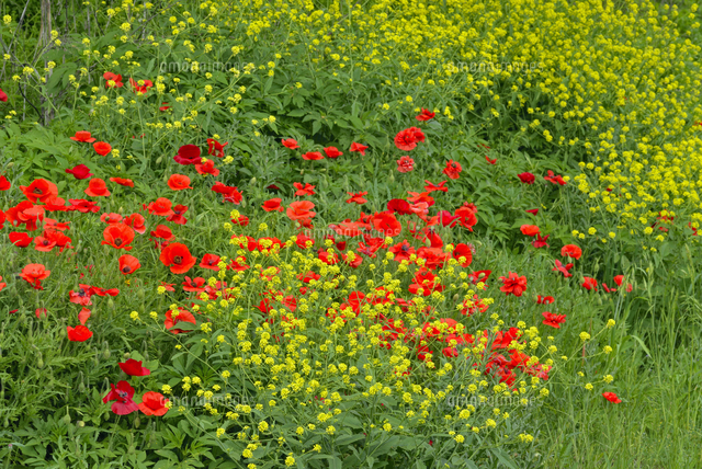 Roadside invasive flowers Red poppies and mustardweed , Blanco, Texas ...