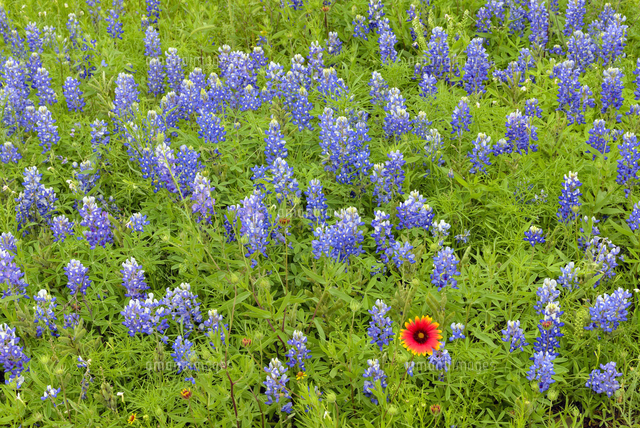 Texas bluebonnet (Lupinus subcarnosus) with a single Firewheel/Inadian ...
