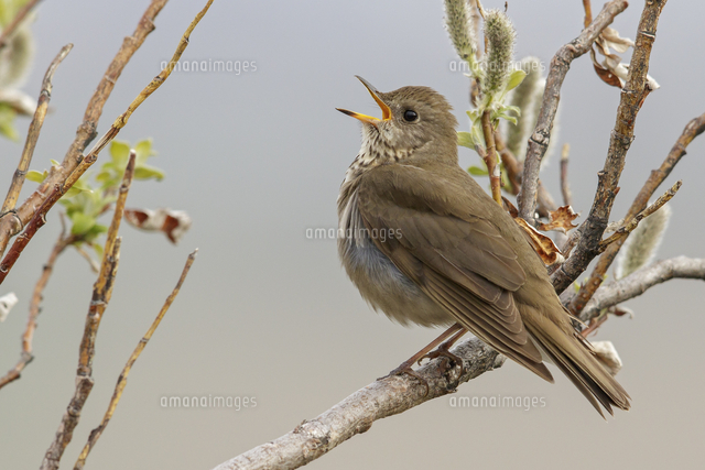 Grey-cheeked Thrush (Catharus minimus) perched on a branch in Nome ...