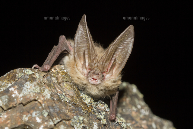 Close up of Spotted Bats in Lillooet, British Columbia, Grasslands ...