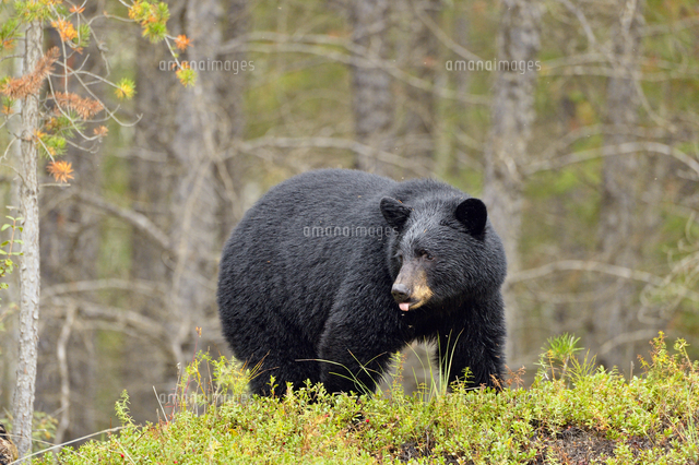 American black bear (Ursus americanus) foraging in cranberry patch ...
