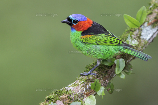 Red-necked Tanager (Tangara cyanocephala) perched on a branch in the ...