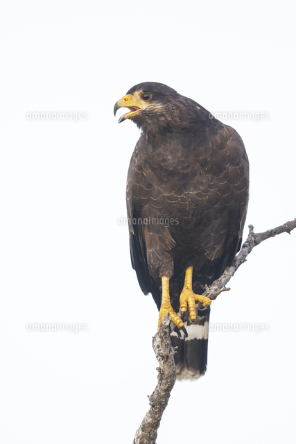 Cuban Black Hawk (Buteogallus gundlachii) perched on a branch in Cuba ...