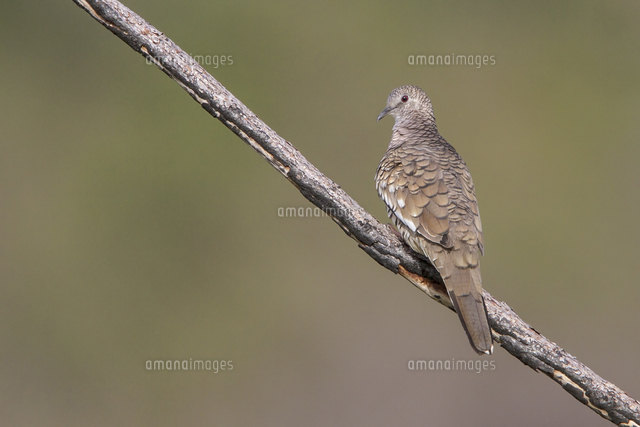 Scaled Dove (Columbina squammata) perched on a branch in the Atlantic ...