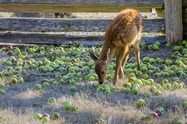 Young deer eating apples at the Ruckle farm, Ruckle Provincial Park ...