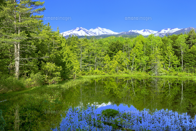 新緑の乗鞍高原 牛留池と乗鞍岳[66665000231]の写真・イラスト素材｜アマナイメージズ